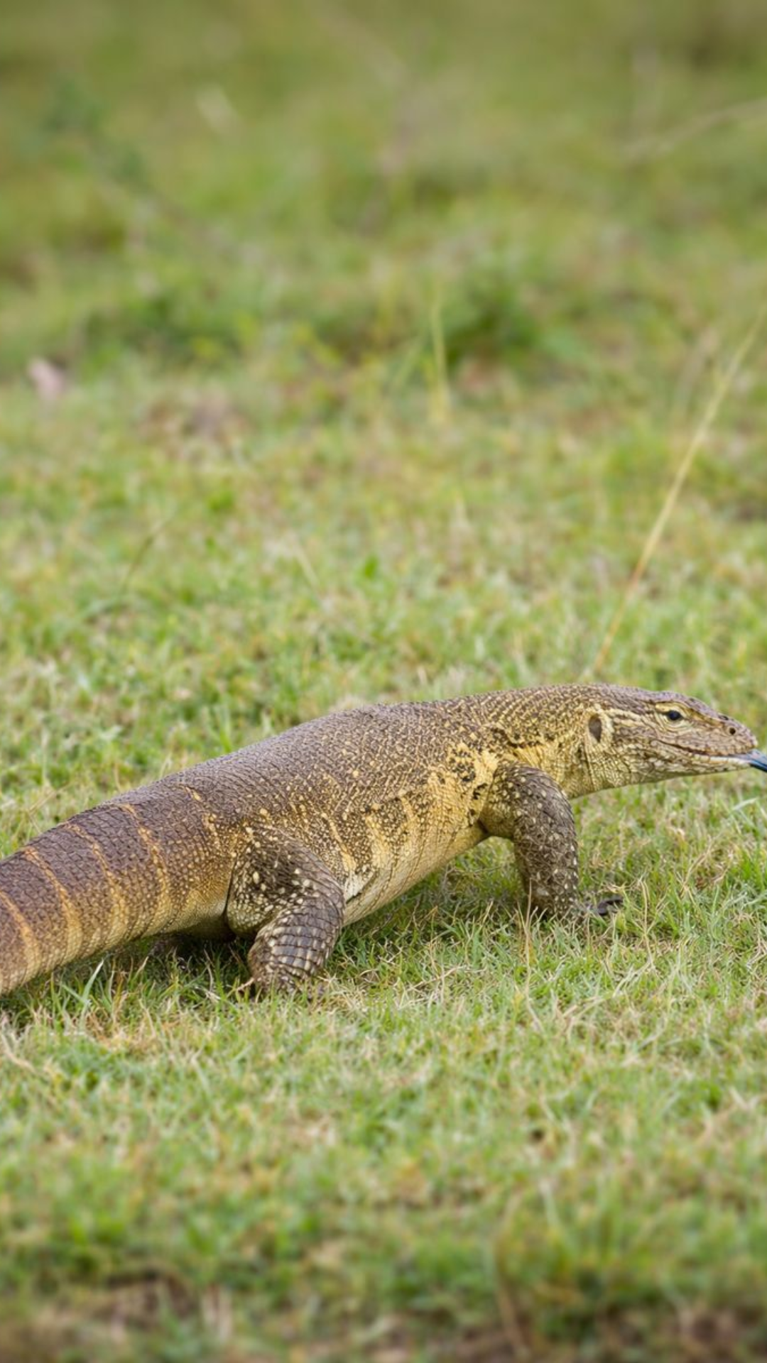 The Nile monitor: Africa’s longest lizard and its incredible tail