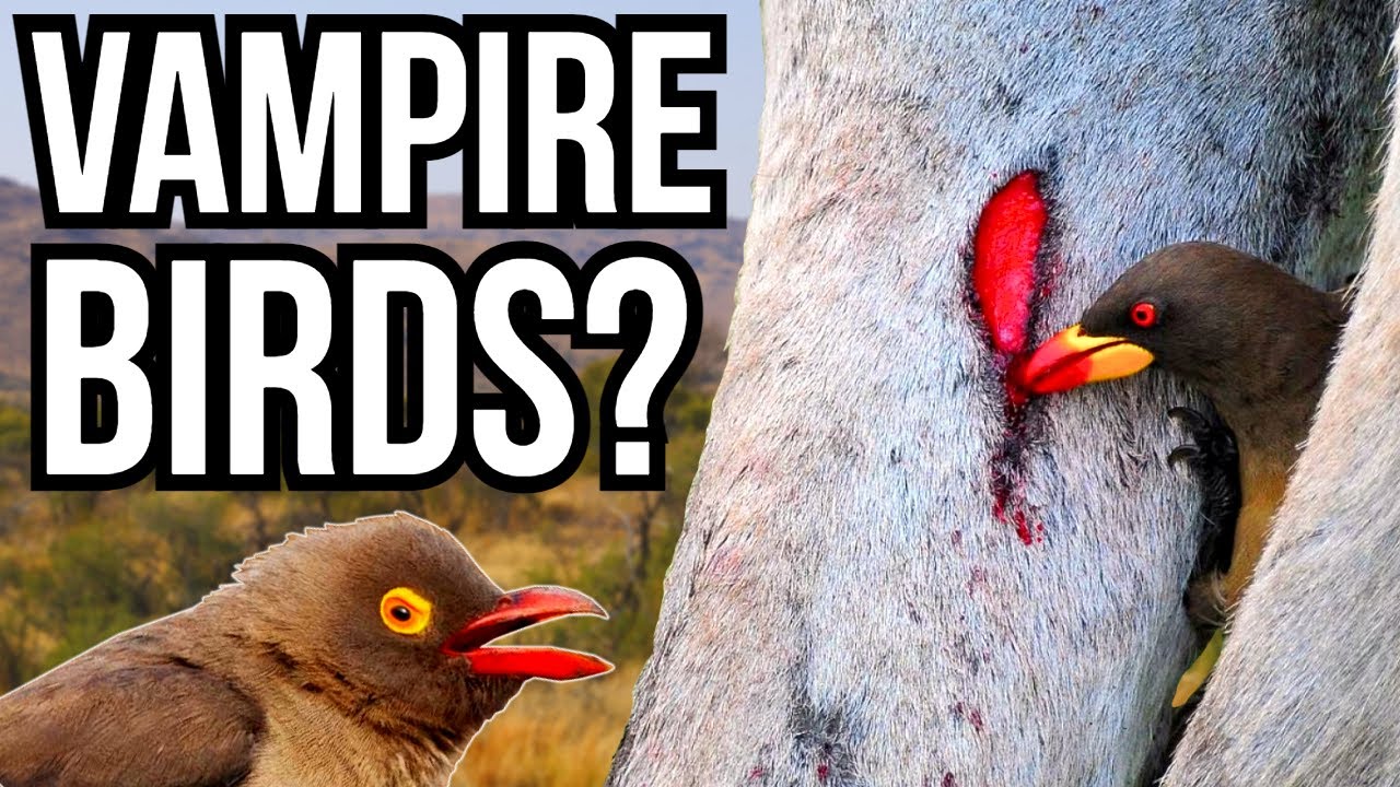 When cute reputations mask hostile behavior