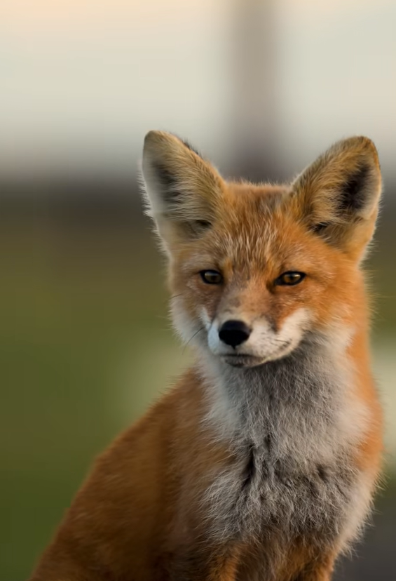 Red fox moments of reflection | Stunning wildlife capture
