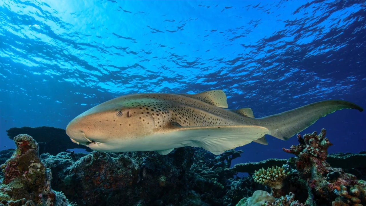 It changes its identity to survive – the zebra shark’s first defense
