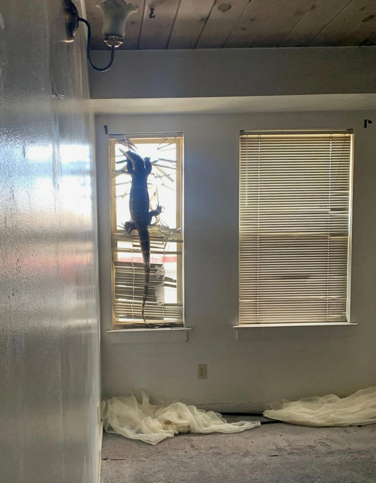 Giant lizard abandoned in vacant Alameda home turns out to be 7-foot ...