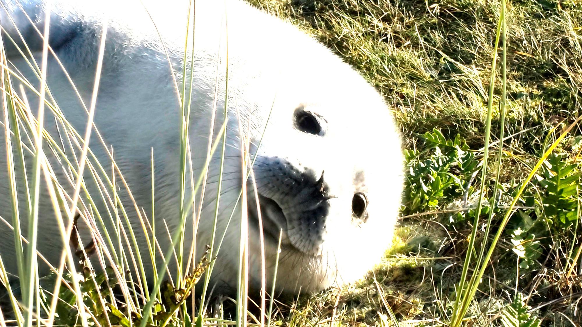 Still time to spot seal pups at Winterton-on-Sea, Norfolk