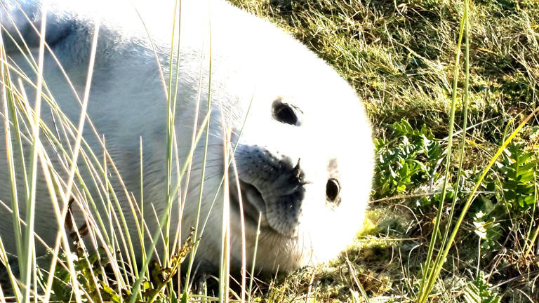 Still time to spot seal pups at Winterton-on-Sea, Norfolk