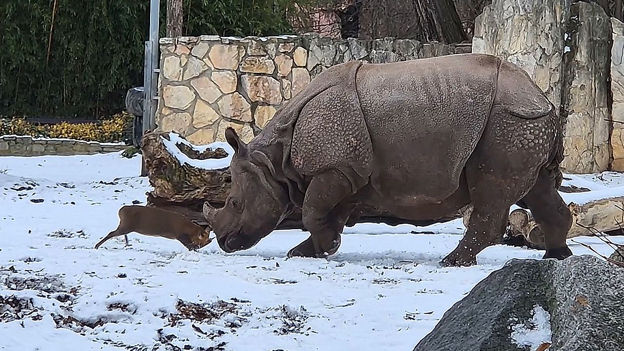 Tiny deer takes on 1.7-ton rhino