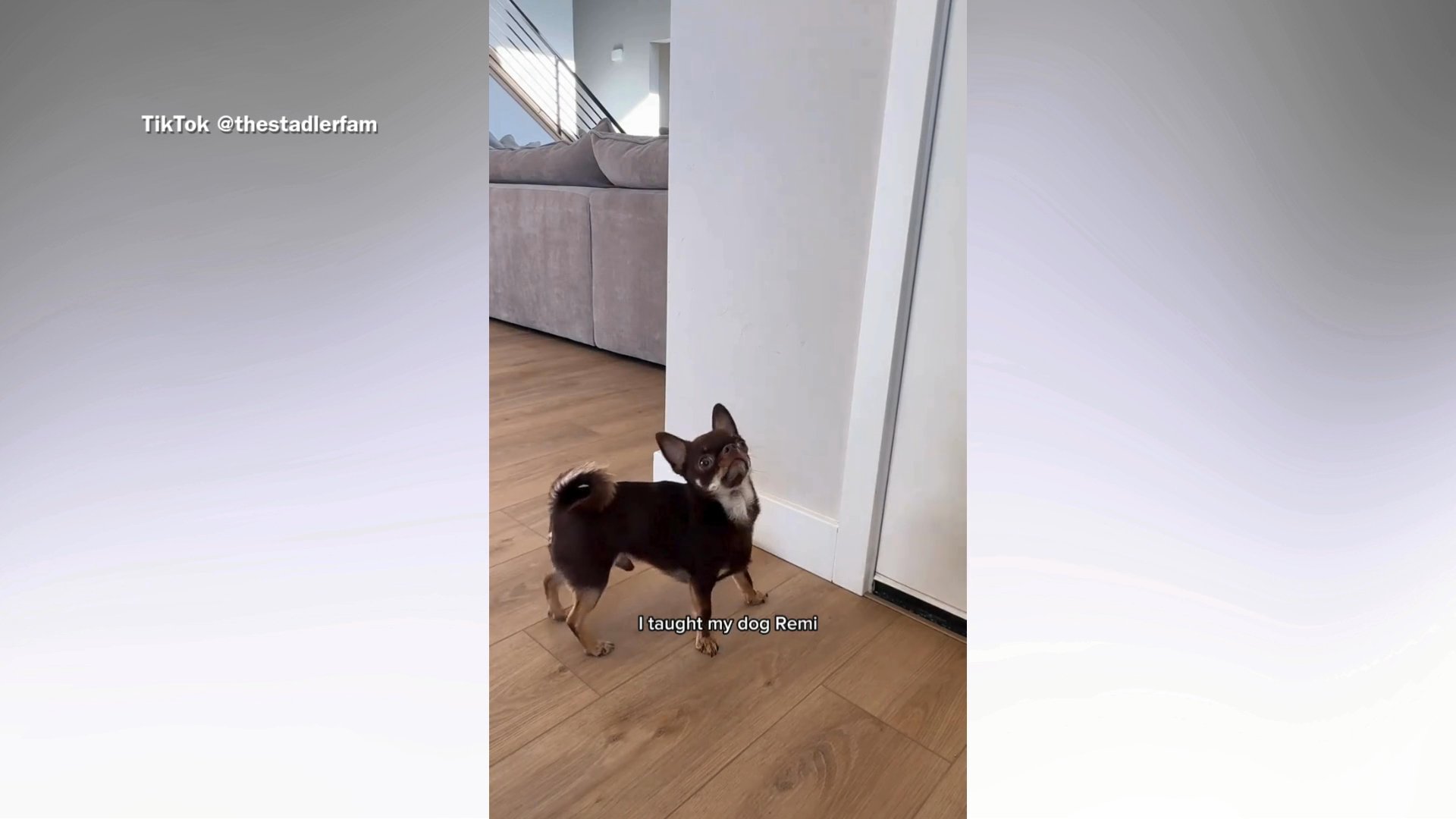 Woman frustrated by dog constantly ringing bell—tears as she realizes why