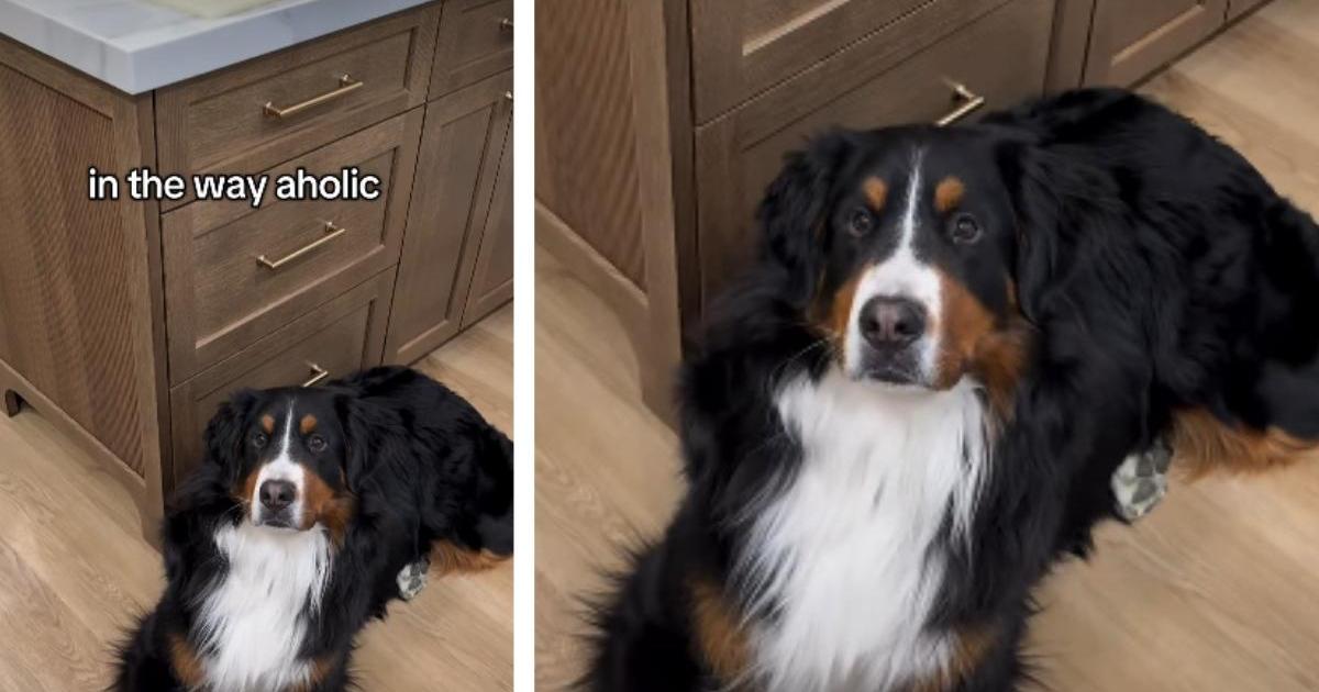 Video: Bernese mountain dog is always on mom's way