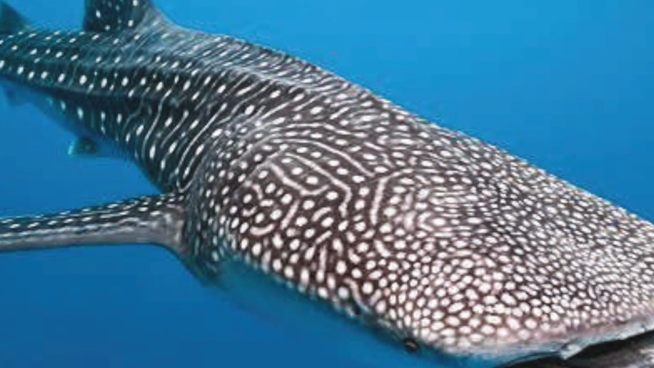Most of its life is still unknown – the mystery of the whale shark