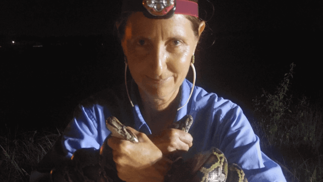 Meet the 60-year-old who hunts invasive pythons that are 'destroying ...