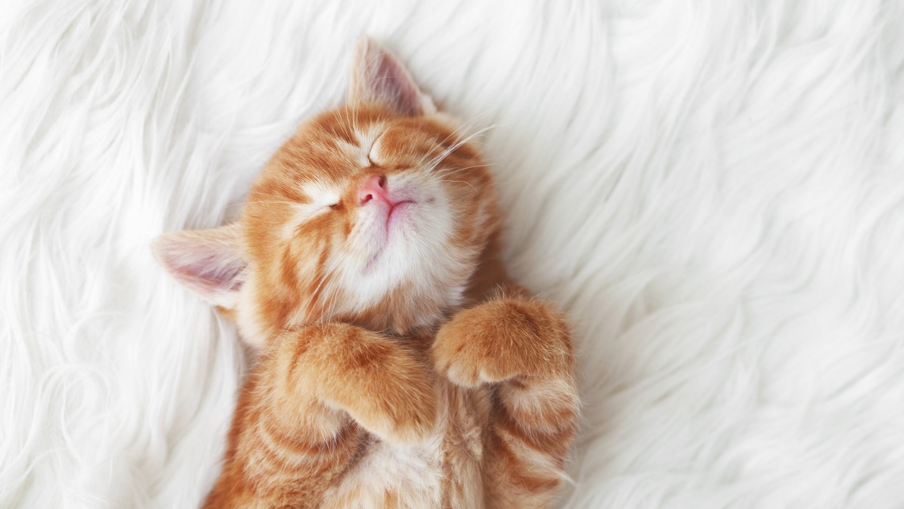 Si tu gato hace la croqueta cuando llegas a casa no es porque te quiera ...