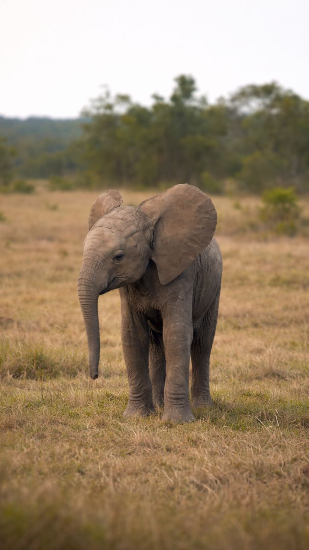 Young elephants mimic their elders to build essential skills