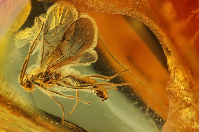112-million-year-old insects trapped in amber offer rare glimpse into ...