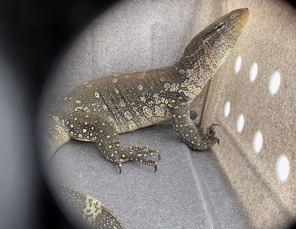 Giant lizard abandoned in vacant Alameda home turns out to be 7-foot ...