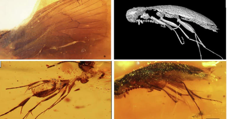 112-million-year-old insects trapped in amber offer rare glimpse into ...