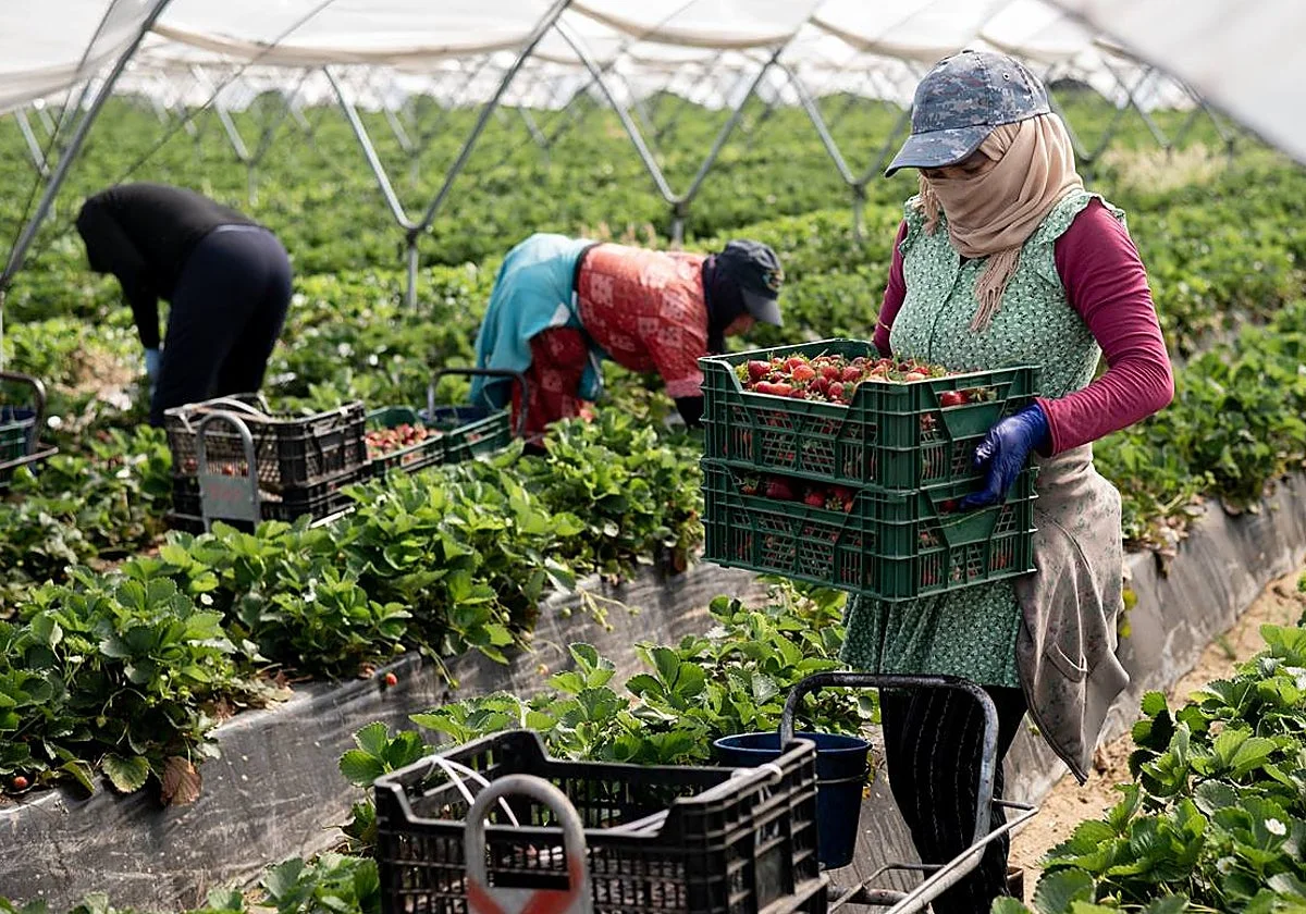 Des saisonniers marocains renforcent la récolte de fruits rouges à ...