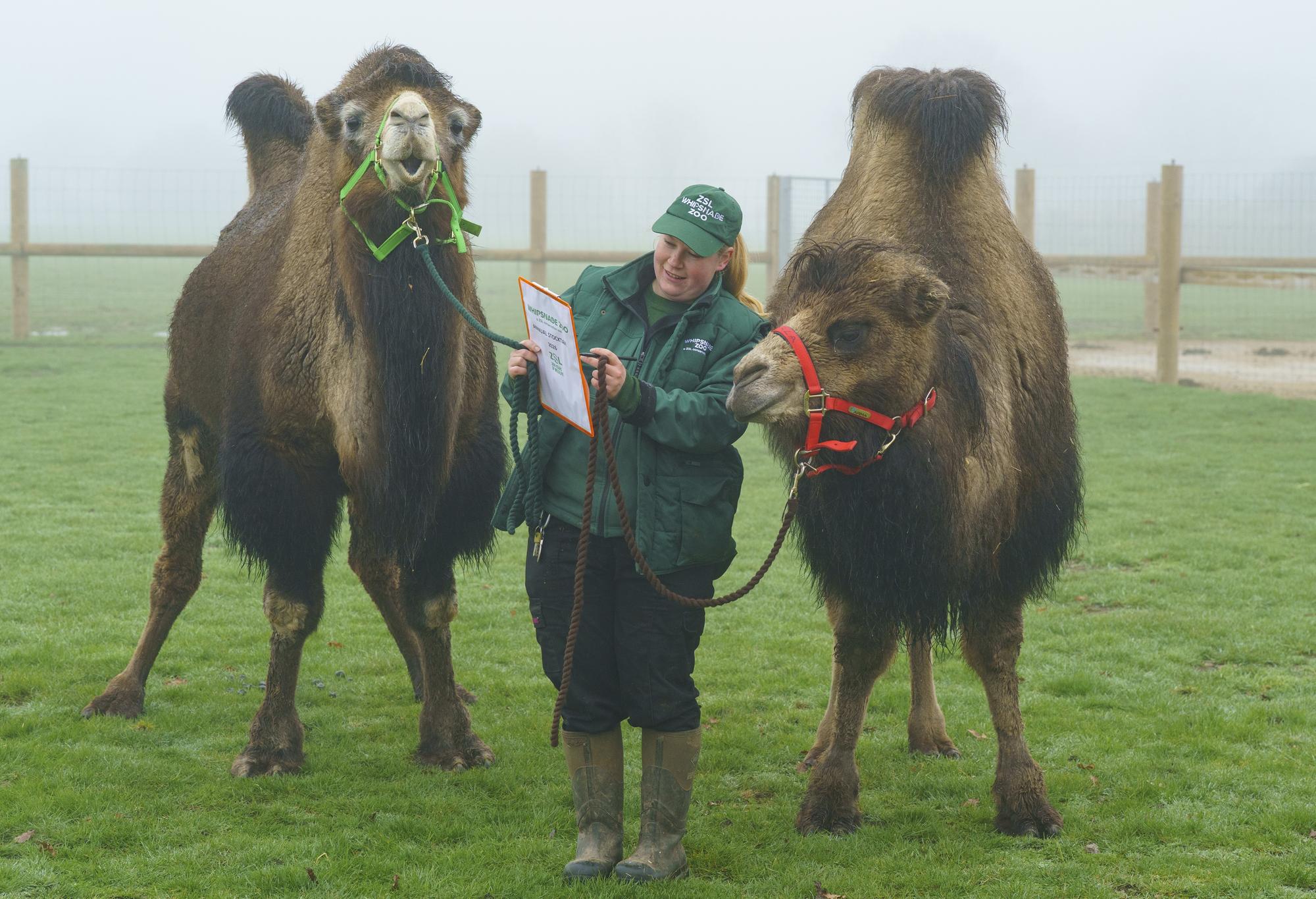 New arrivals at Whipsnade Zoo included in this year's annual stocktake