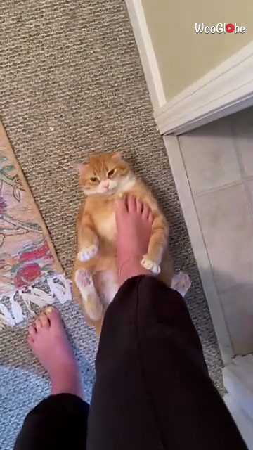 Orange cat flops over for belly rubs instead of moving out of the way