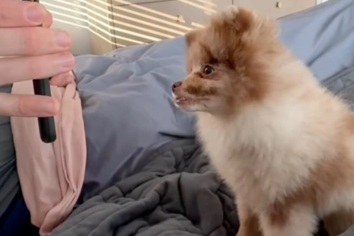 Dog owner hires groomer for home visit – and the result leaves her ...