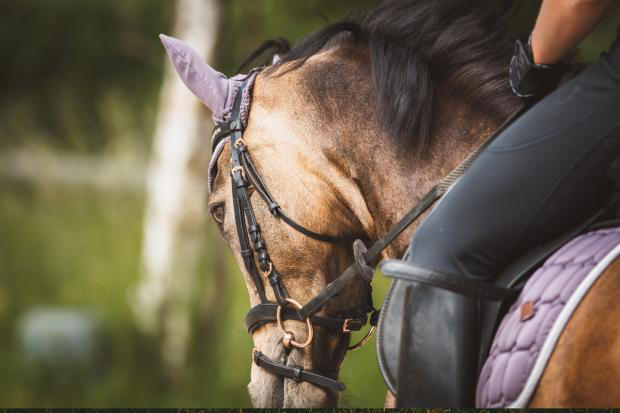 Horse riding group didn't give me a chance to pass wide and slow - letter