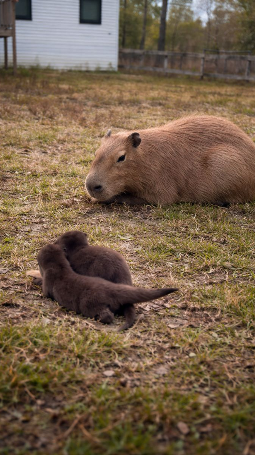 The 100lb rodent is bested by 2lb babies! Who saw that coming?