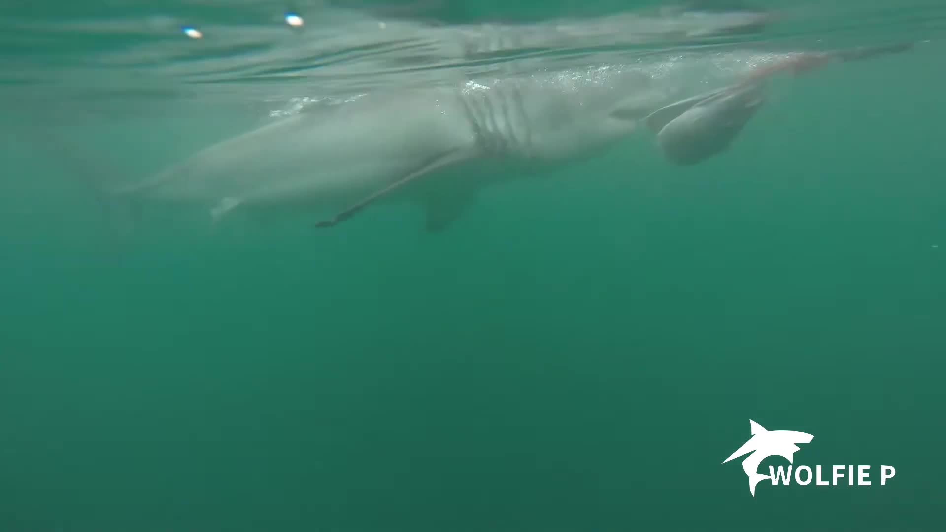 Great white shark diving