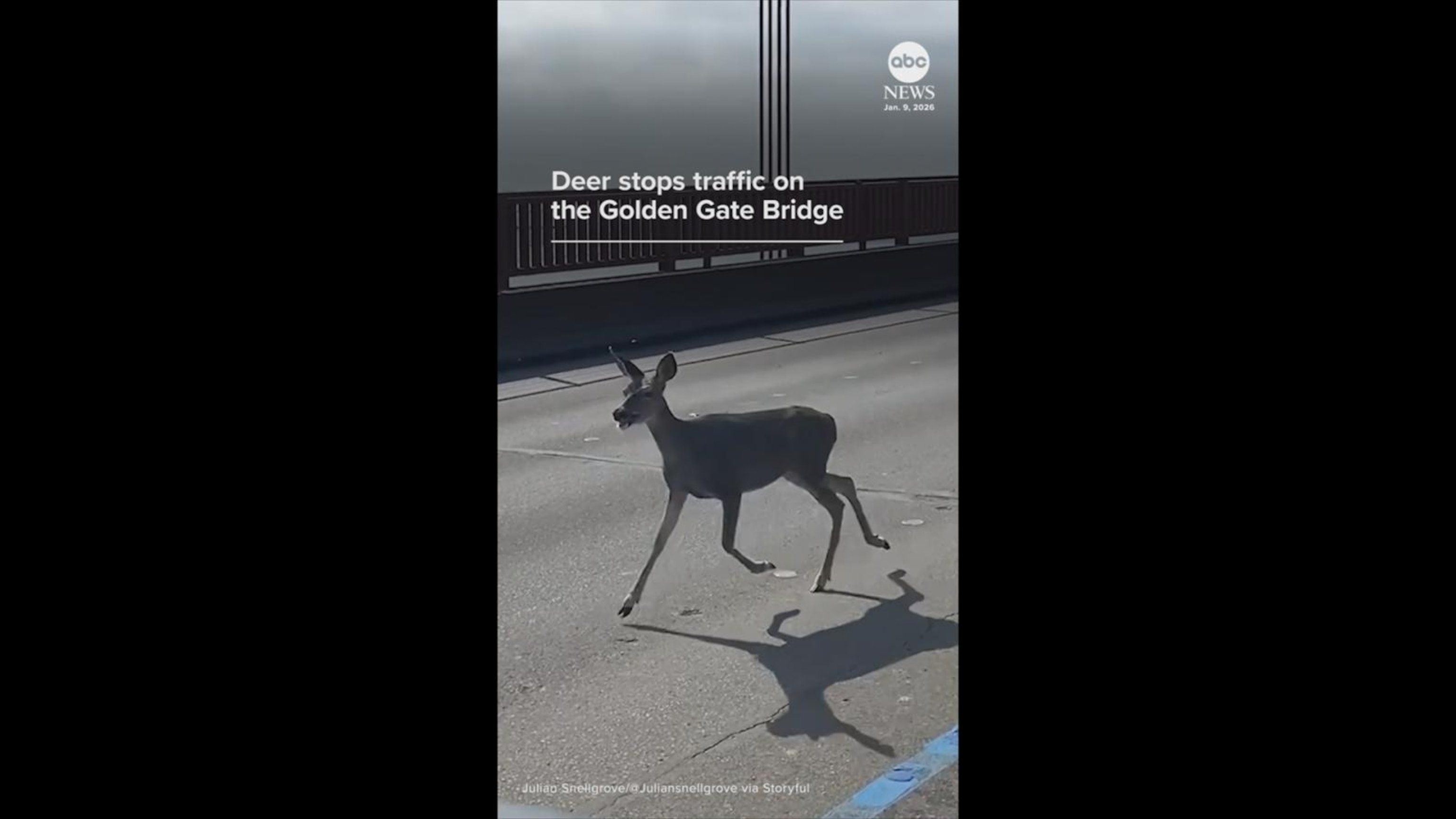 Deer stops traffic on the Golden Gate Bridge