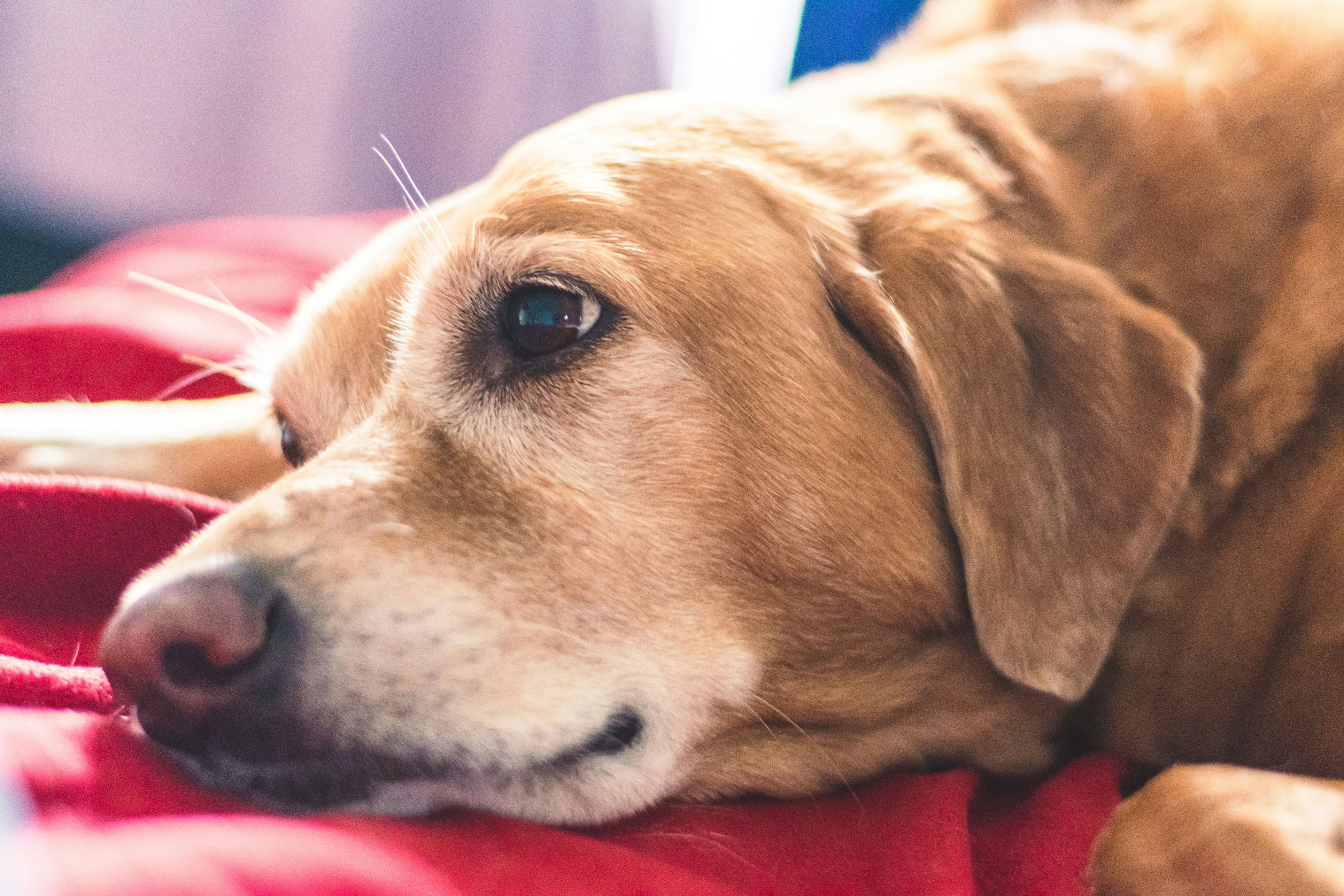 7 benefits of CBD for aging dogs