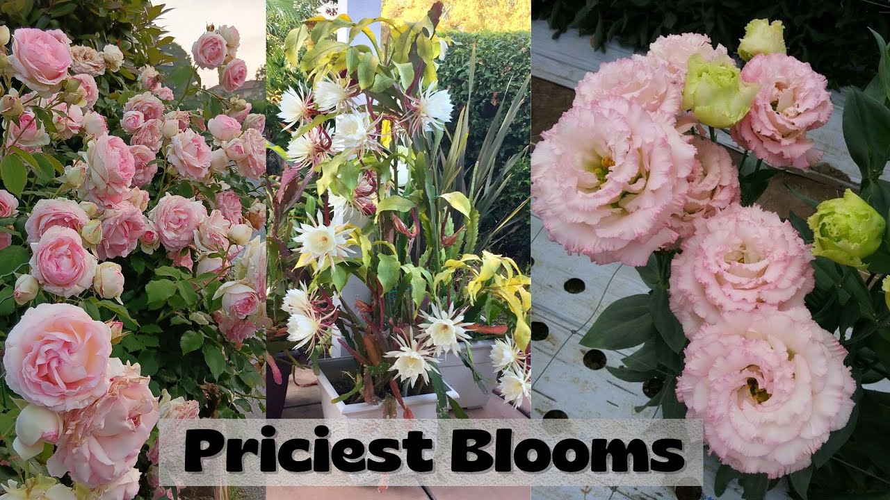 Rare and expensive flowers you won’t believe exist