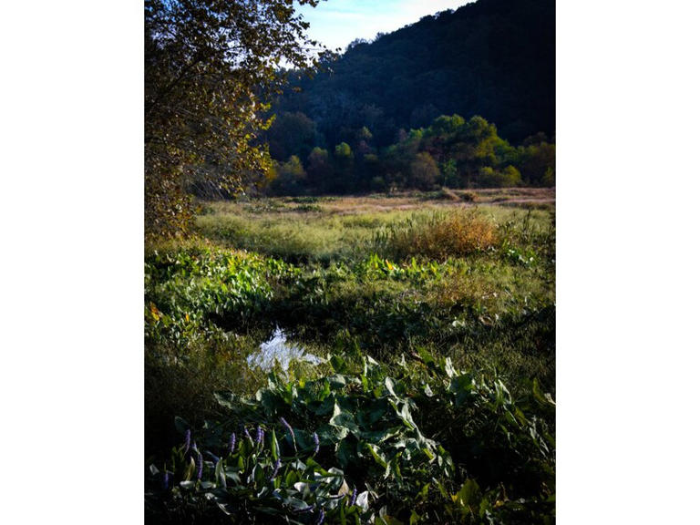 🌱 Patch AM: Webinar: Empathy and validation in the face of cognitive ...