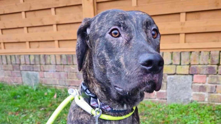 'We trusted a monster with our dogs – now they might all be dead'