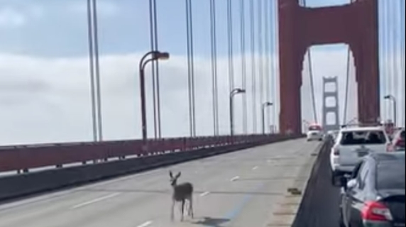 Un cerbiatto sul Golden Gate Bridge: traffico in tilt a San Francisco