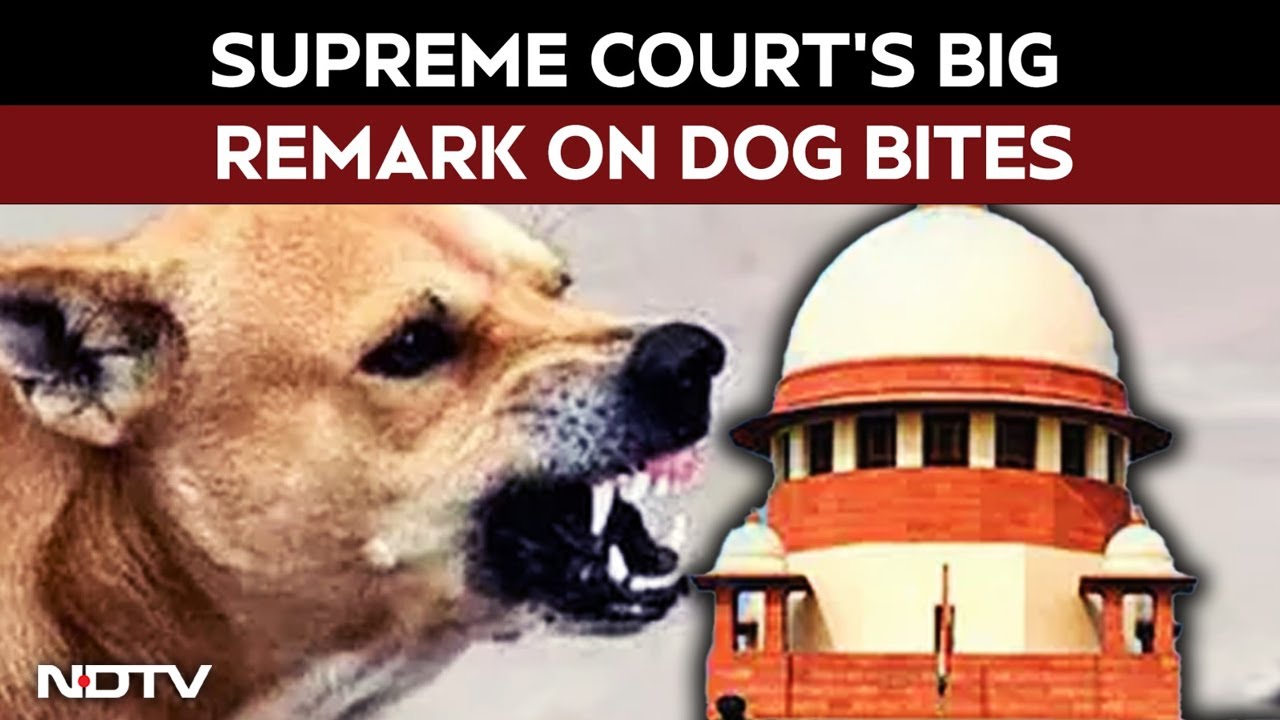 SC on stray dogs | For every dog bite, heavy compensation likely on ...