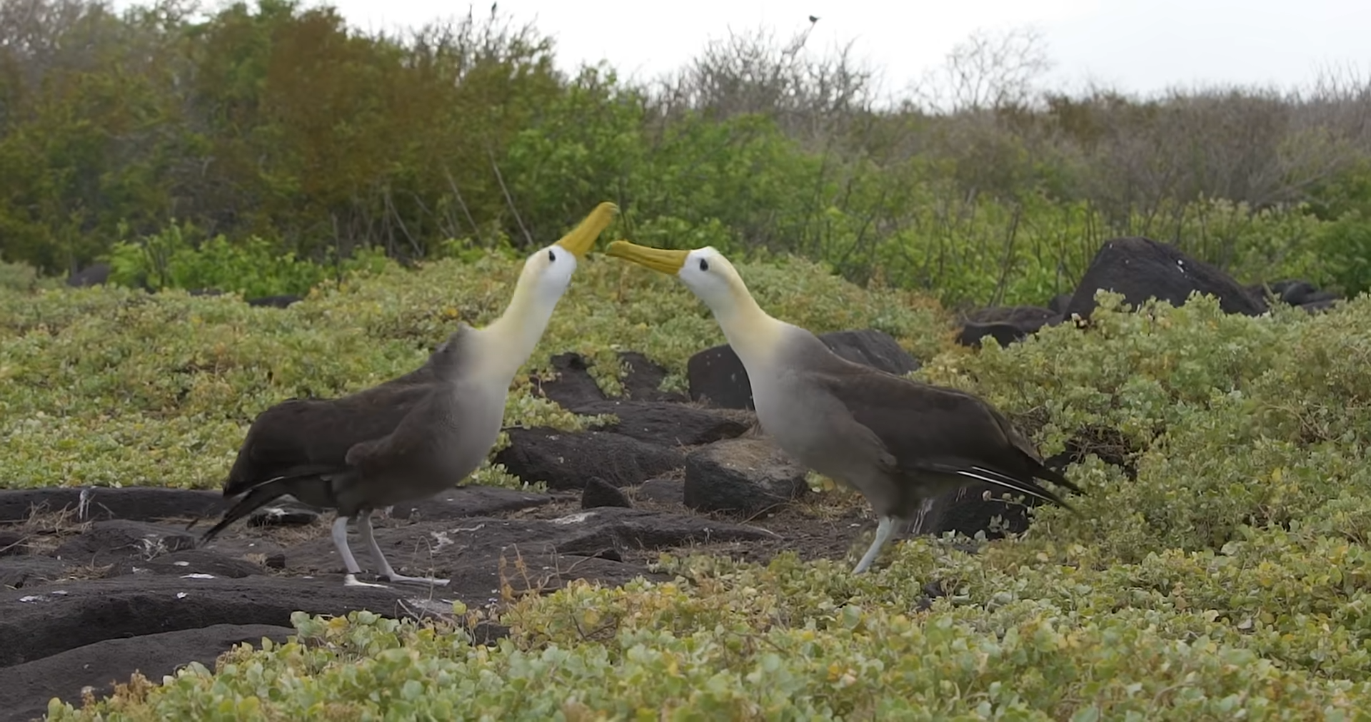 Why sage grouse courtship looks more like biology than romance