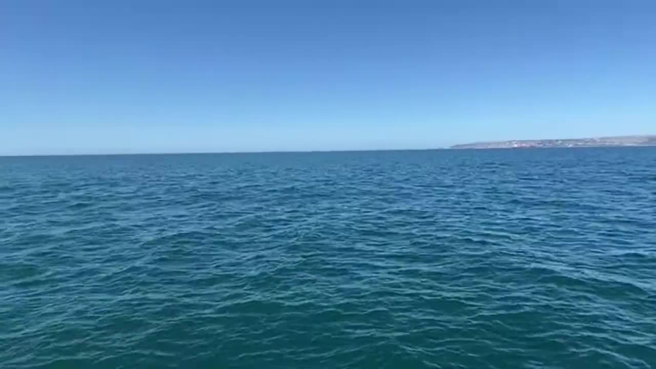 Two southern right whales! Looking for great white sharks 🐋 🦈