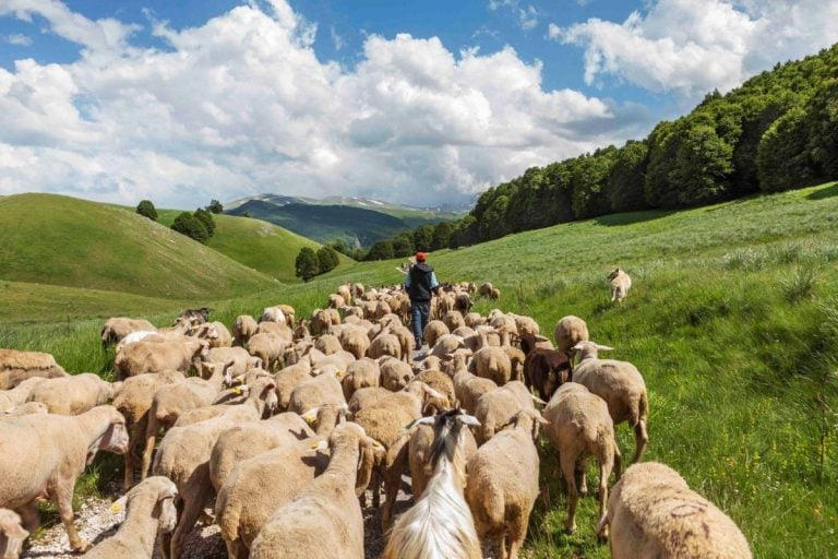 Da scarto a tesoro. Che cos’è la pecora alla cottora, il piatto dei ...