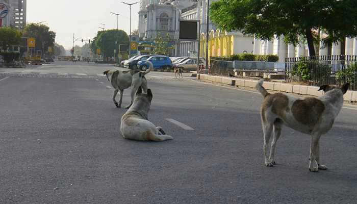 'Take them to your house': Supreme Court's big warning for stray dog ...
