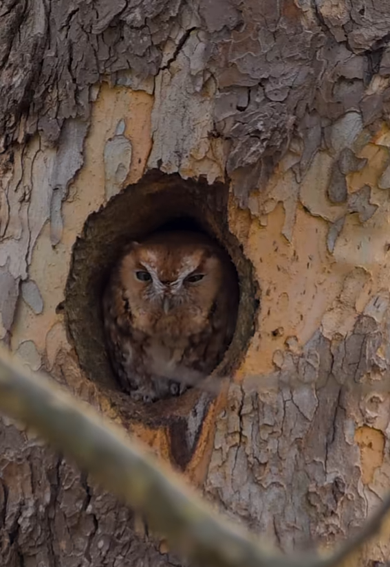 Owl time to wake up! | Stunning wildlife moment