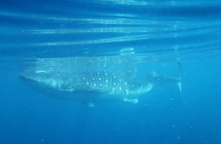 Scientists document first whale shark with 'scoliosis'