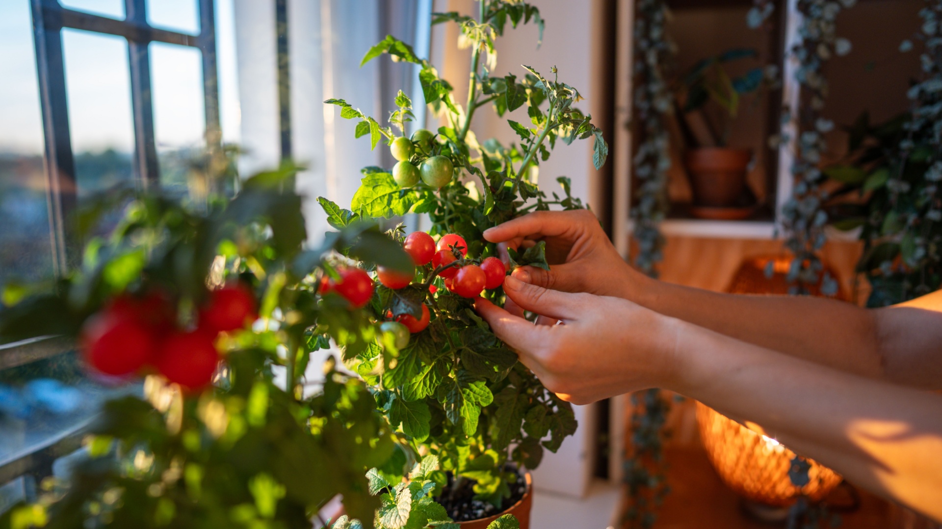 15 of the easiest foods to grow at home