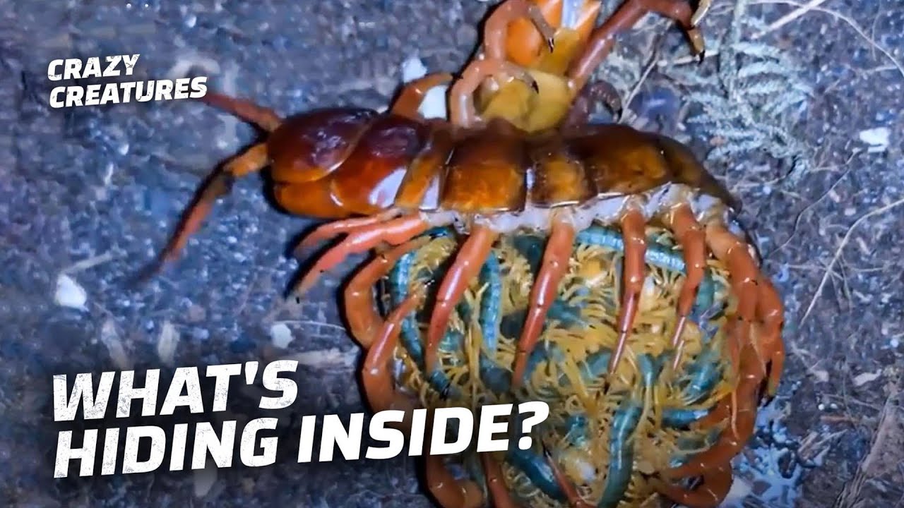 Why giant centipede births leave scientists uneasy
