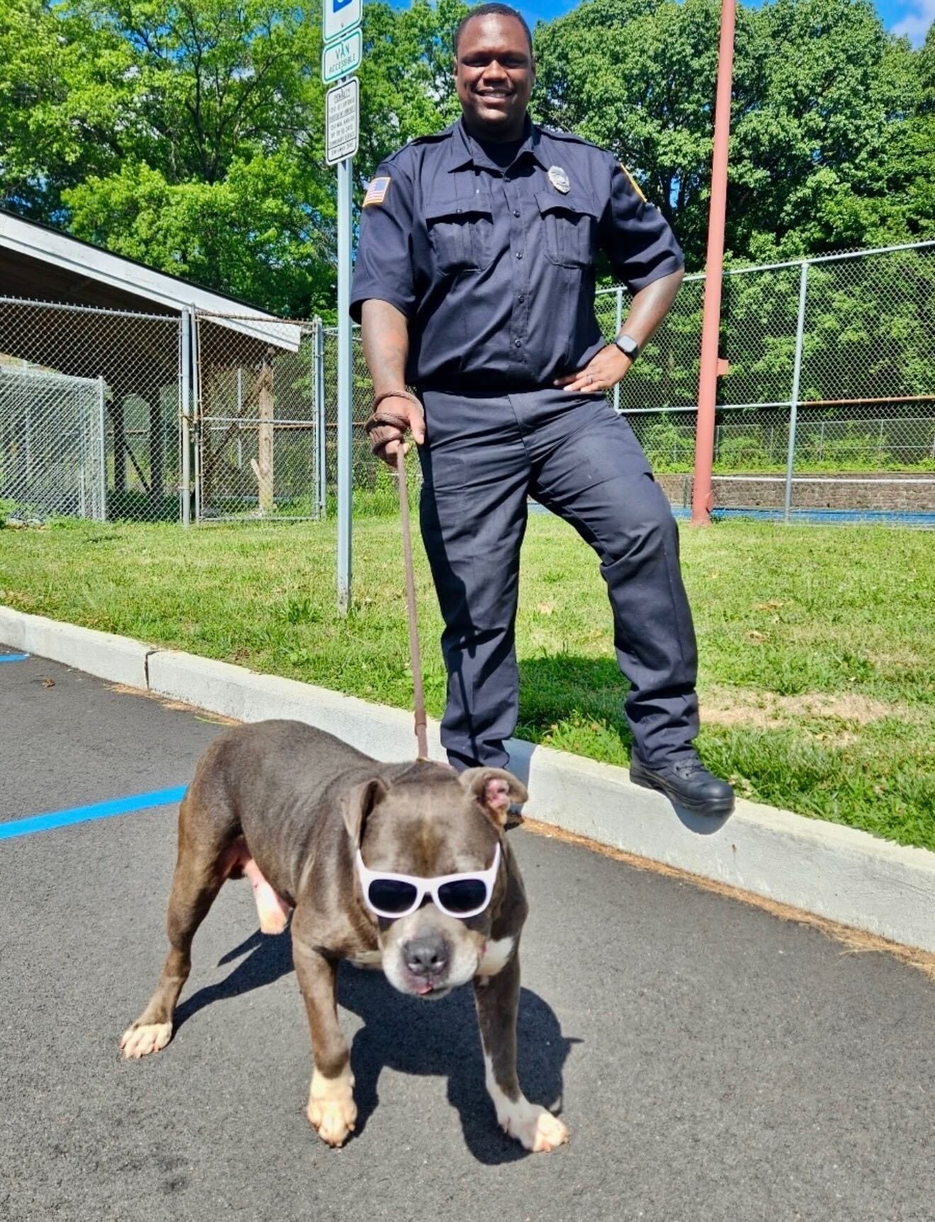 Winston the pit bull finds a home after 610 days in Passaic shelter