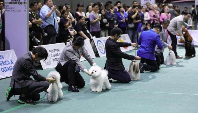 Over 7,000 dogs to compete in Asia's biggest dog show at Big Dome