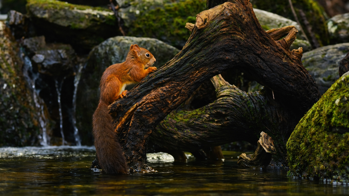 Squirrel climbing a mossy tree branch