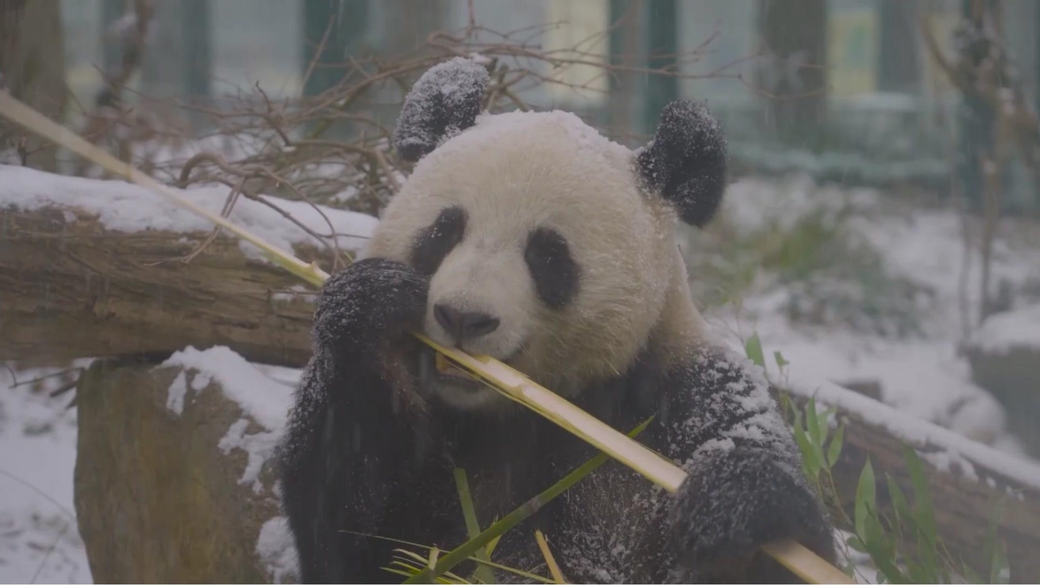 Capriole e giochi sulla neve per i panda Lan Yun e He Feng allo zoo di ...