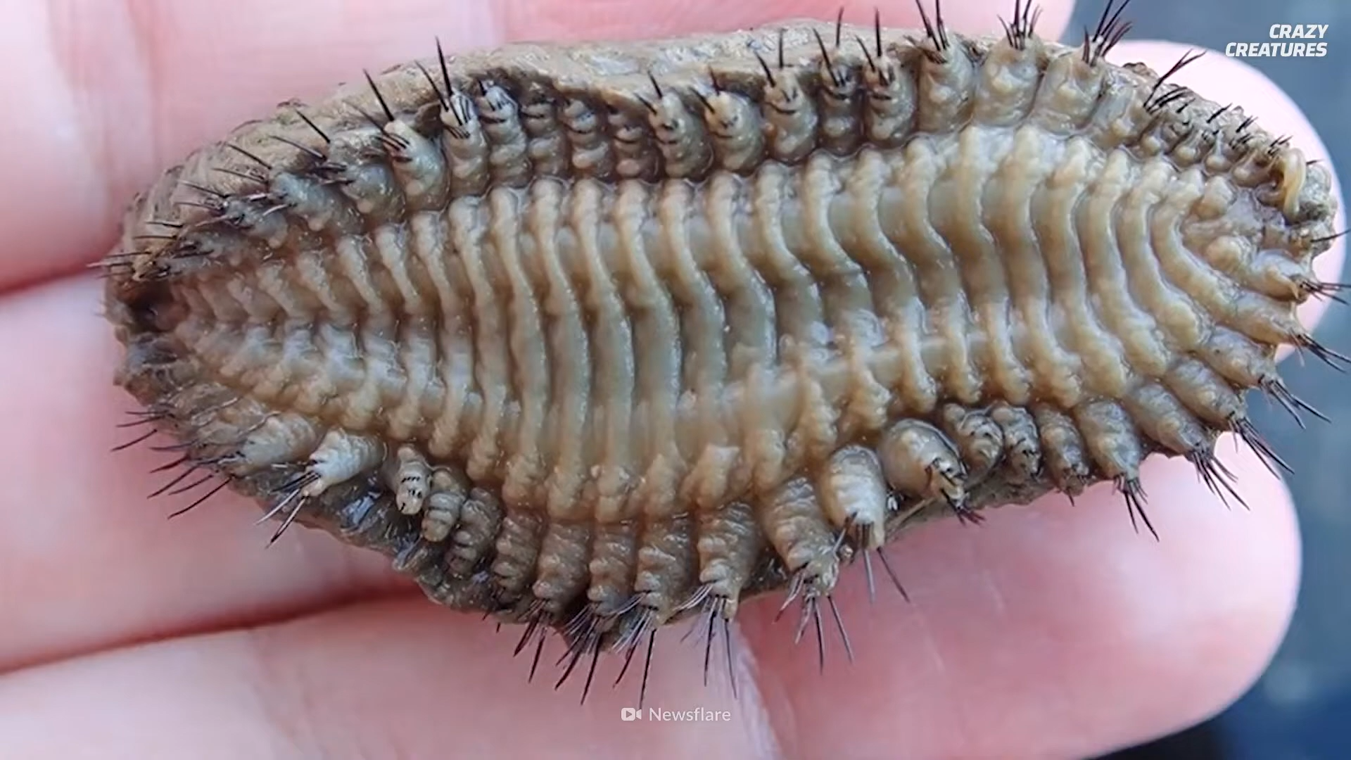 When evolution creates life forms that seem unreal