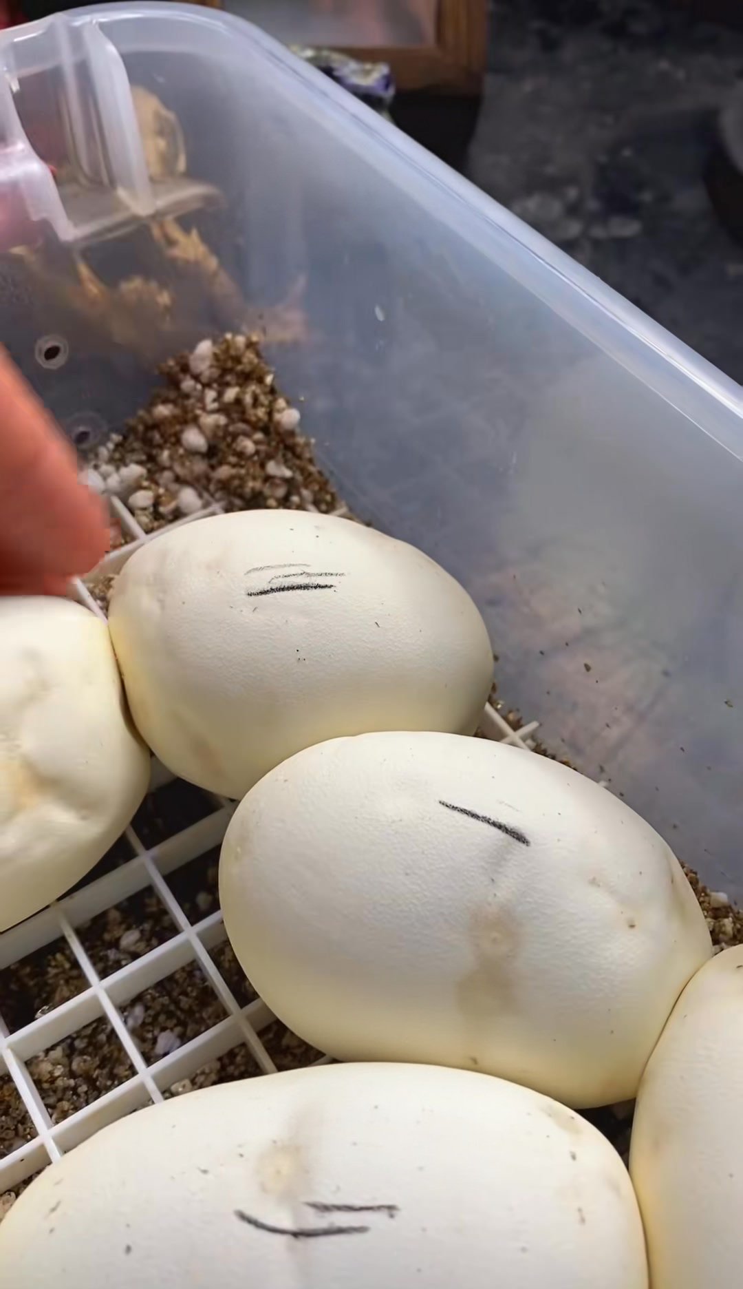 What do snake eggs feel like?