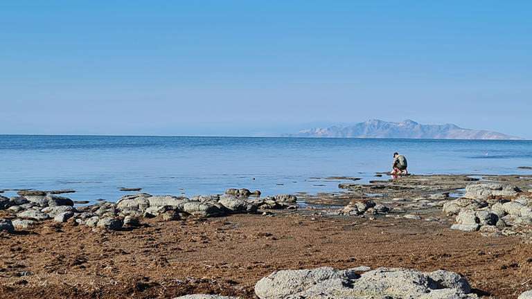 Utah scientists discover brand-new species in Great Salt Lake—only 3 ...