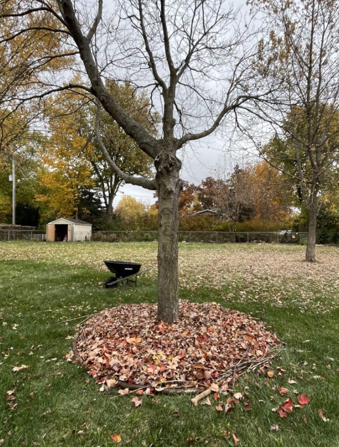 Homeowner warned after sharing photo of questionable landscaping method ...