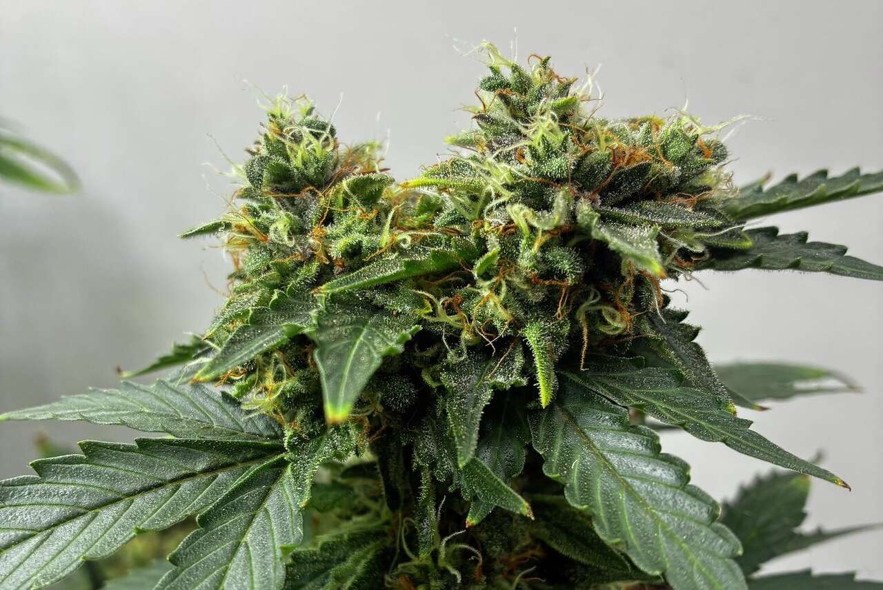 Connecticut cannabis shops say state's strict rules on discounts are ...