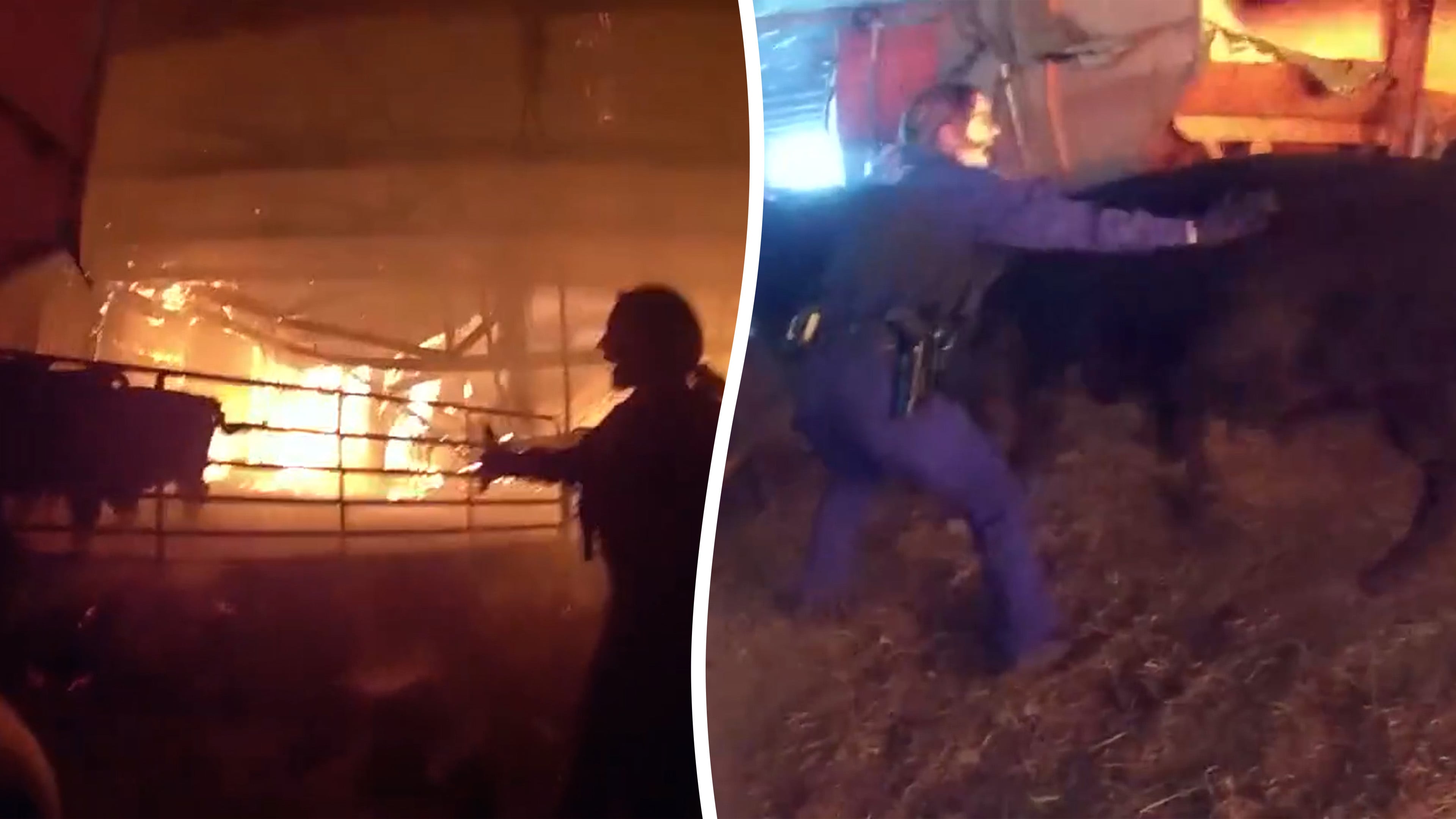 Close call as police and conservation officers race to rescue cows from ...