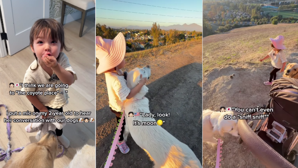 Video: Toddler goes on 'world's most dangerous walk' with dogs